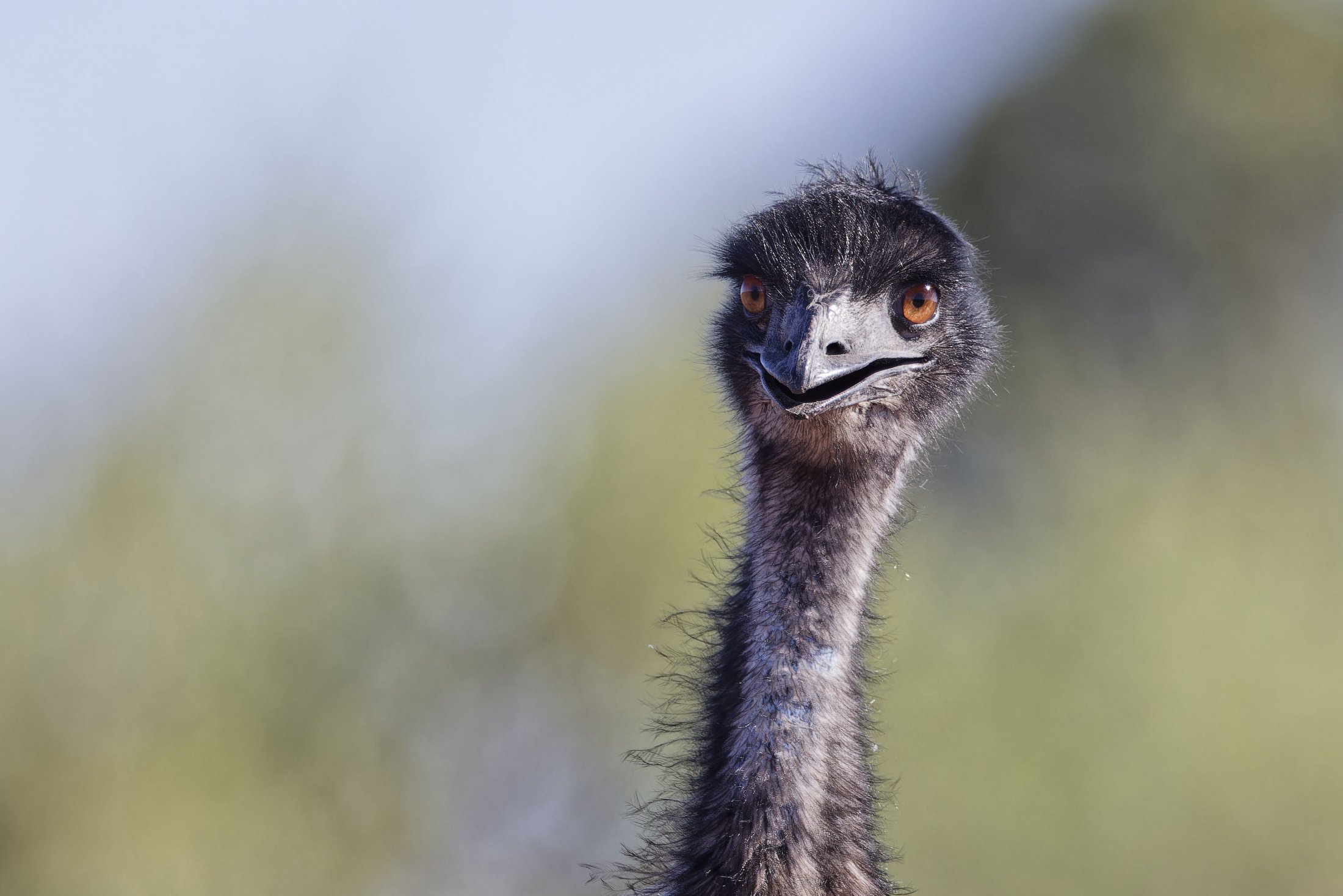 Emu, Dromaius novaehollandiae, Emu @ Reinhold Wittich