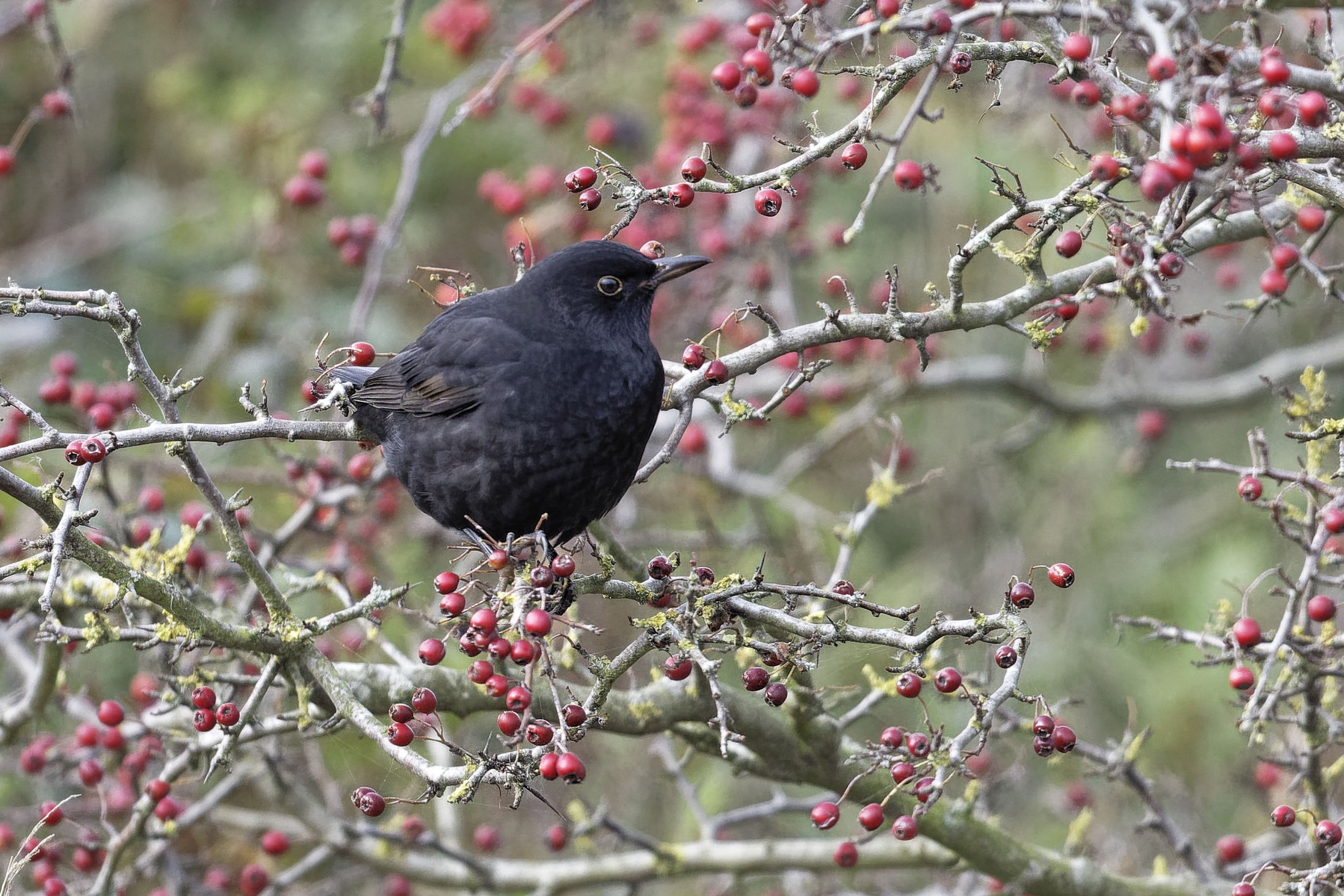 Birds in the Netherlands @ Reinhold Wittich