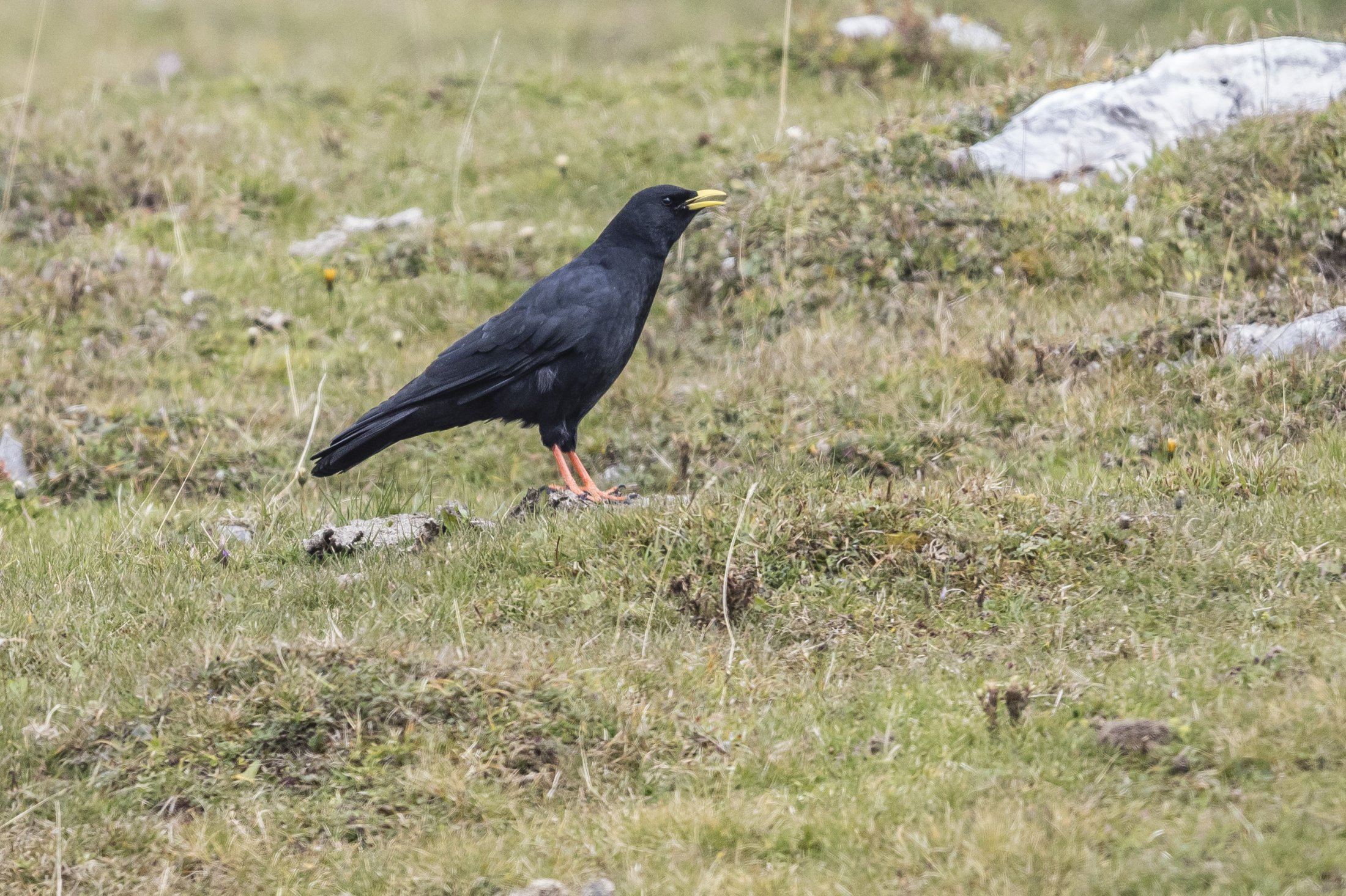 Birds in Austria @ Reinhold Wittich